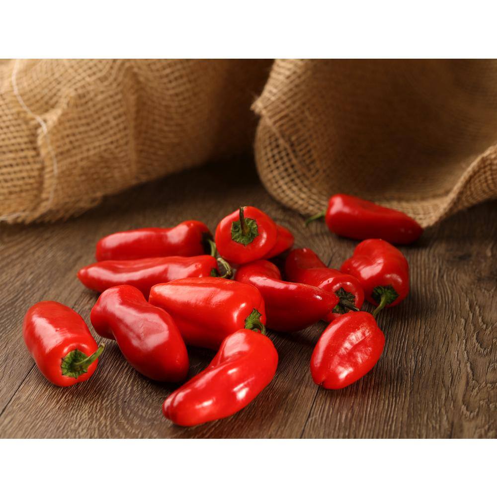 PROVEN WINNERS 4.25 in. Grande Proven Selections Sweet Petite Red ...