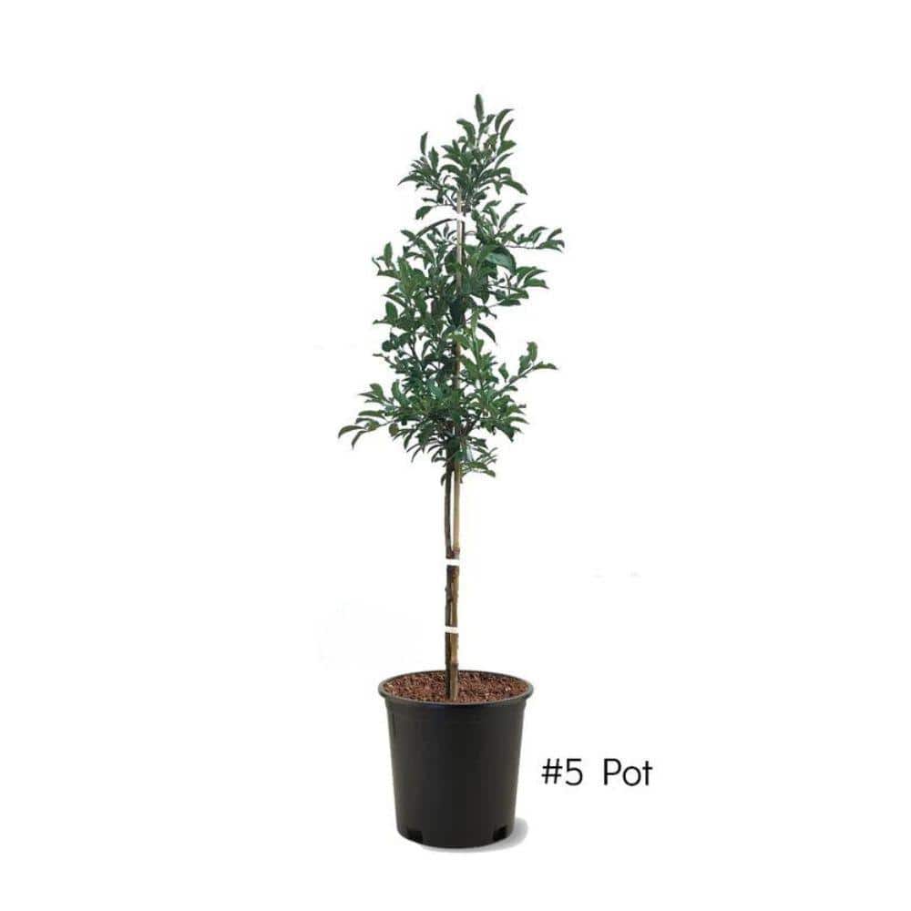 SOUTHERN LIVING 5 Gal. Methley Plum Tree PLUMET05GSL - The Home Depot