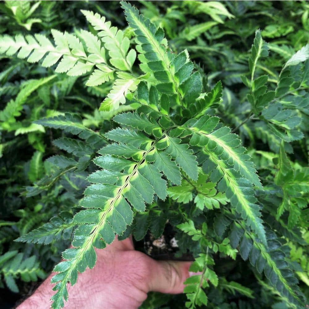 Wekiva Foliage East Indian Holly Fern-Live Plant in a 4 Inch Grower's ...