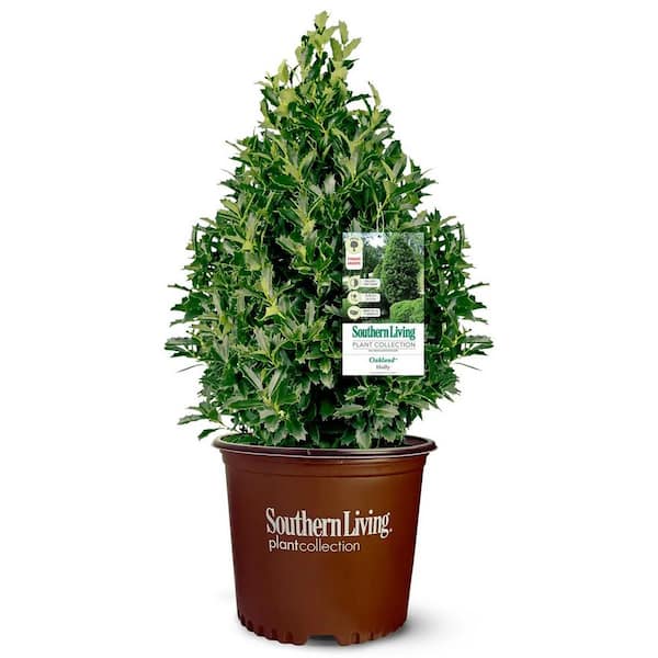 Reviews for SOUTHERN LIVING 3 Gal. Oakland Holly Tree with Upright ...