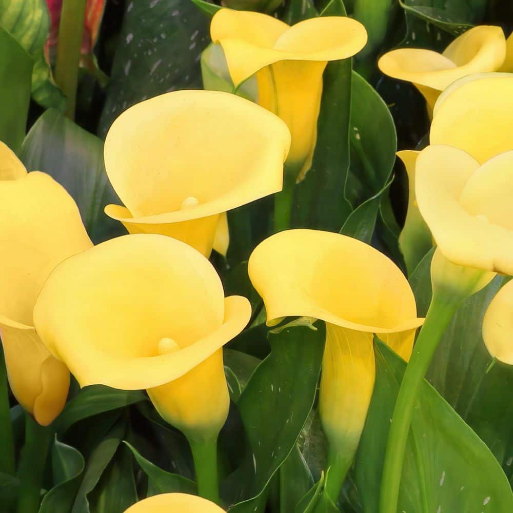 national PLANT NETWORK Calla Lily Buffalo Plant Bulb (25-Pack) HD2644 ...