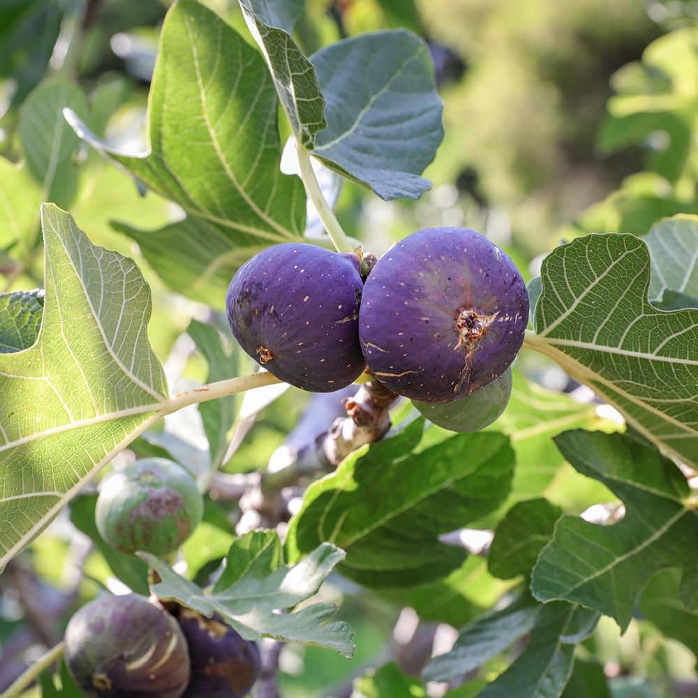 7 Gal. Beer's Black Fig Plant FIGBEE07GD - The Home Depot