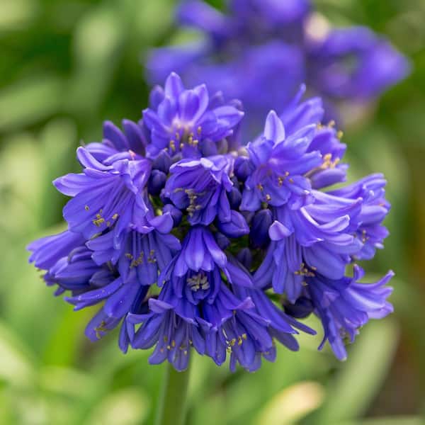 SOUTHERN LIVING 2.5 qt. Ever Midnight Agapanthus with Reblooming Dark ...