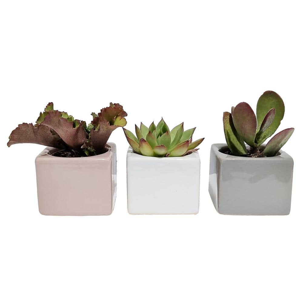 Costa Farms Mini Indoor Succulent Plants in 2 in. Mini Cube Ceramic ...