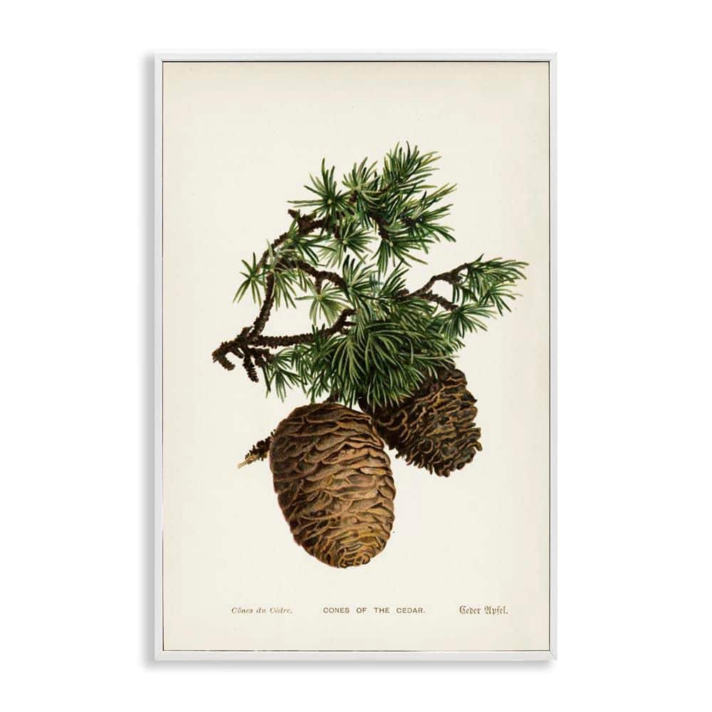 Stupell Industries Cedar Tree Pinecones by Tina Higgins Designs, Inc ...