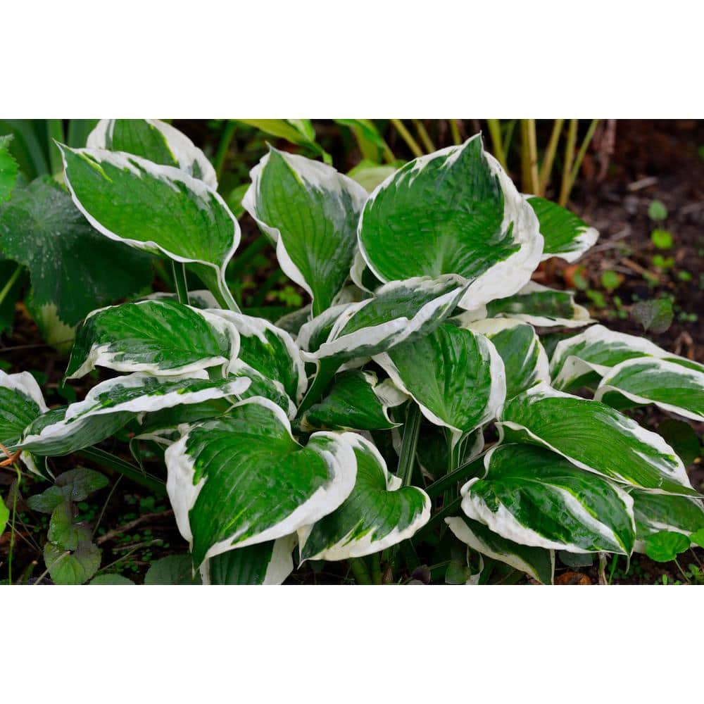 BELL NURSERY 3 Gal. Patriot Hosta Live Perennial Plant HOSTA3PAT1PK ...