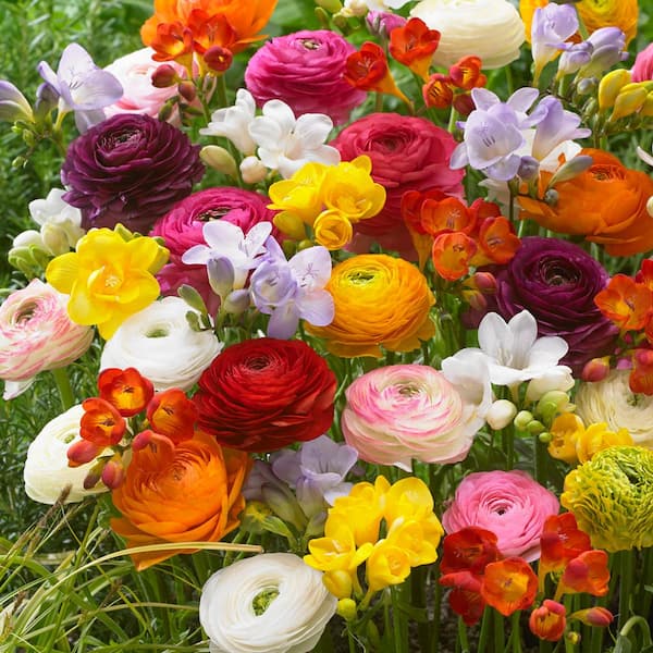 VAN ZYVERDEN Grand Freesia and Ranunculus Blend (10-Bulb) 83517 - The ...
