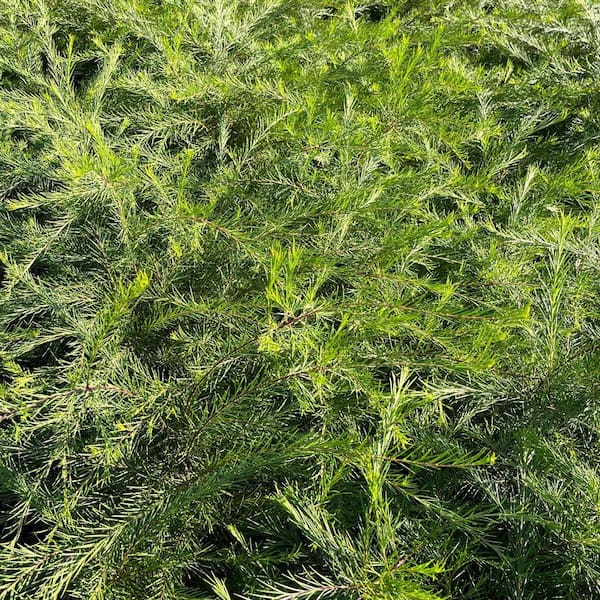 Alder & Oak #5 Container Noel Grevillea Perennial Shrub (2-pack) GRNO05 ...