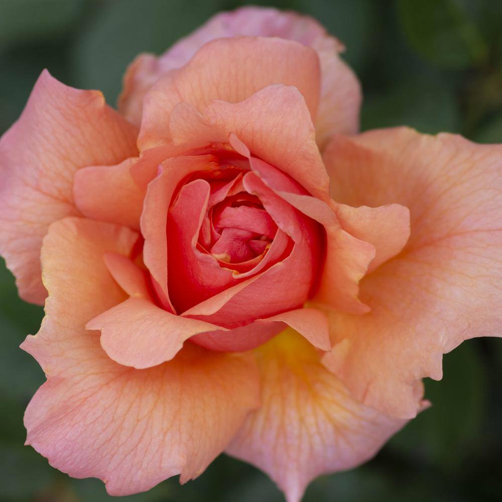 national PLANT NETWORK Bareroot Apricot Candy Hybrid Tea Rose (2-Piece ...