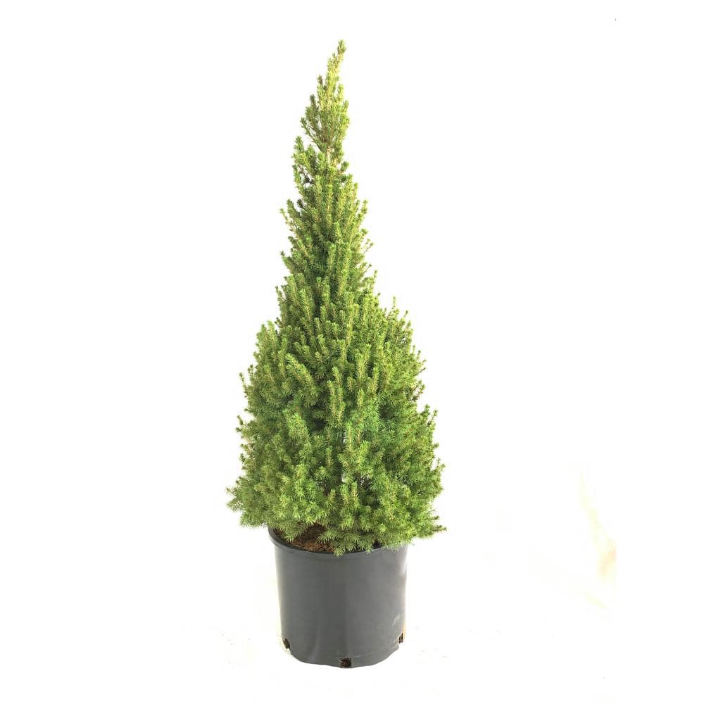 Fusion Spruce Alberta #7 1002963449 - The Home Depot