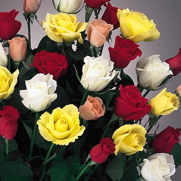 ALTMAN PLANTS 3 Gal. Patent Rose Plant with Assorted Color Flowers ...