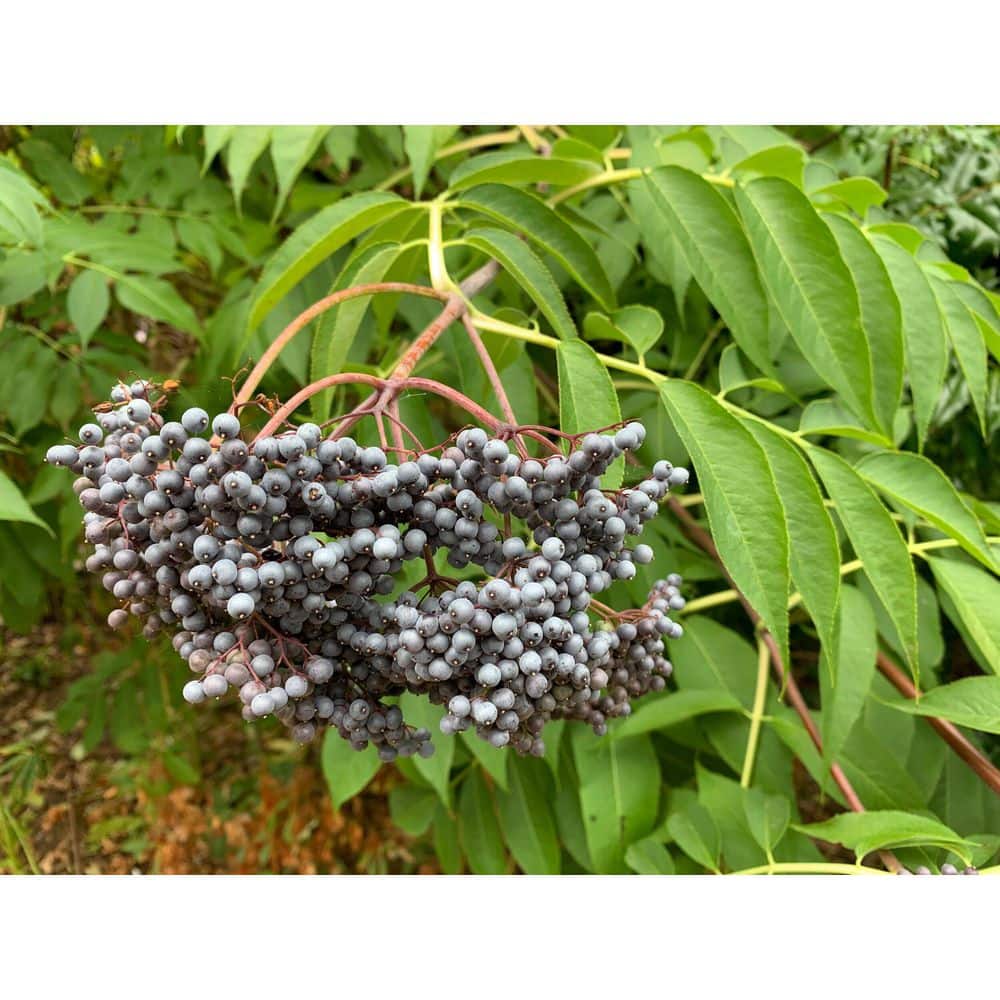 Online Orchards 1 gal. Blue Elderberry Native Shrub with Edible Berries ...