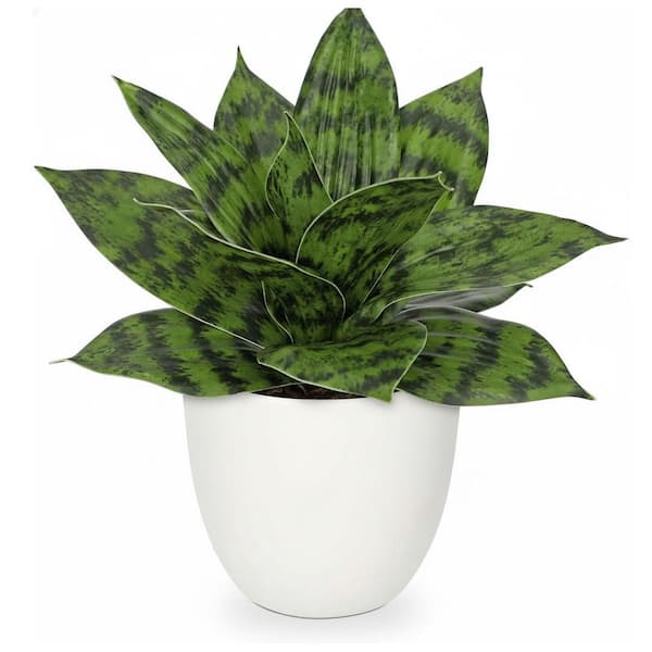 9 in. Artificial Snake Plant (Sansevieria) - Faux Agave Aloe in White ...