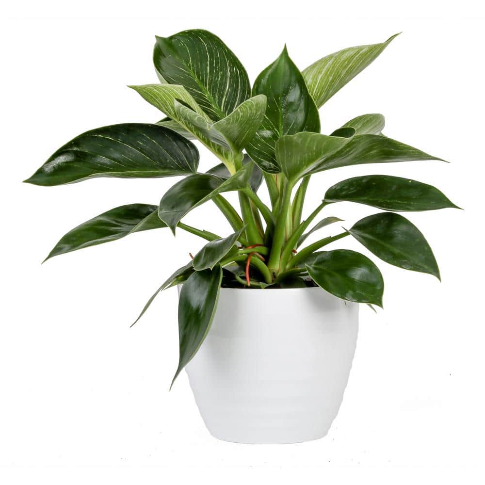 Variegated Philodendron Birkin (Philo Birkenself-Water) in 6 in. Deco ...