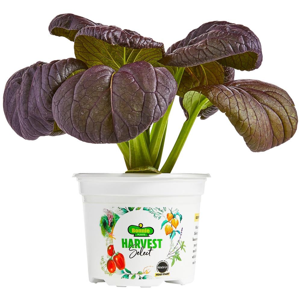 Bonnie Plants 25 oz. Bok Choi Rosy Cabbage Plant 715339121295 - The ...