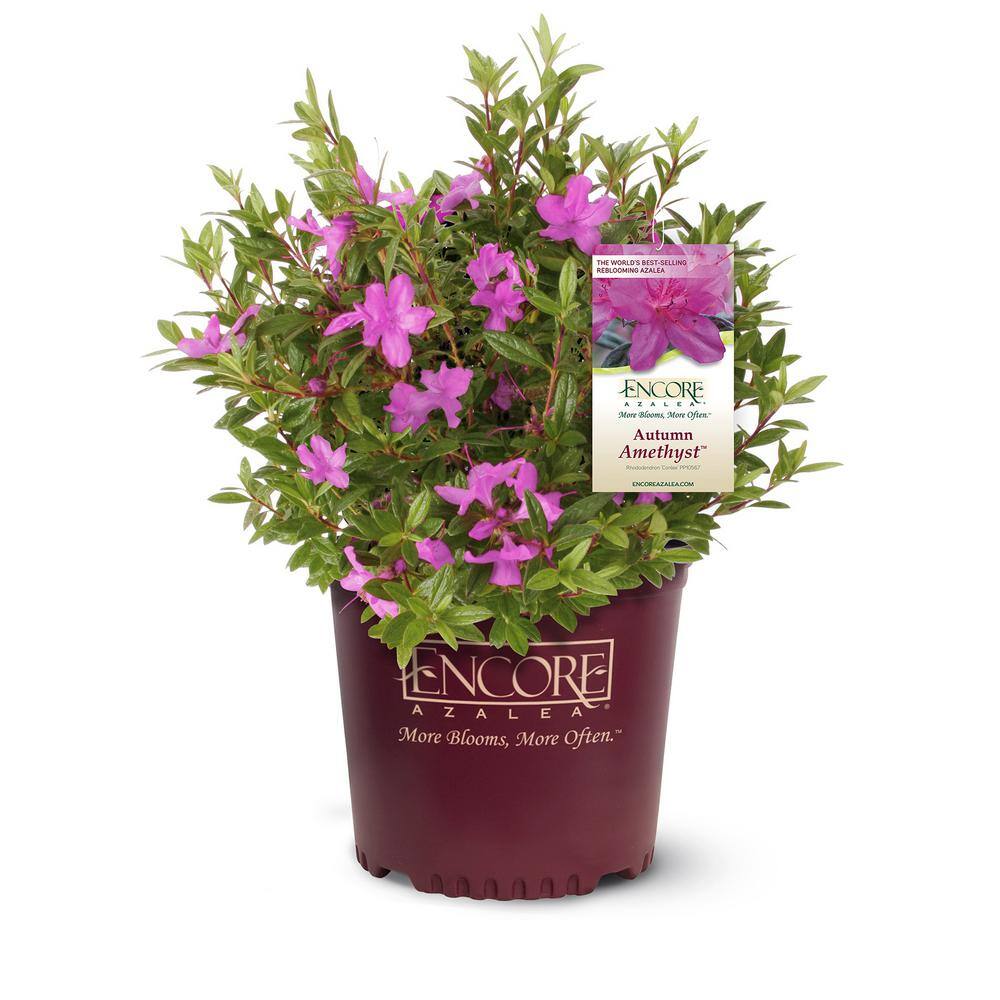 ENCORE AZALEA 1 Gal. Autumn Amethyst Shrub with Stunning Purple Flowers ...