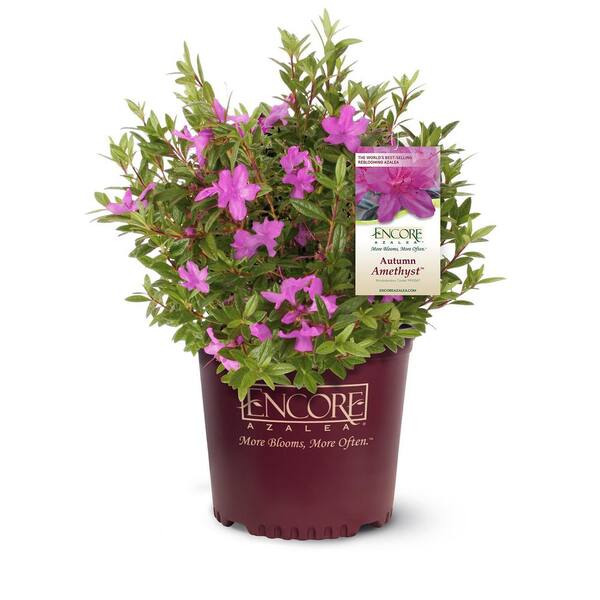ENCORE AZALEA 3 Gal. Autumn Amethyst Shrub with Stunning Purple Flowers ...