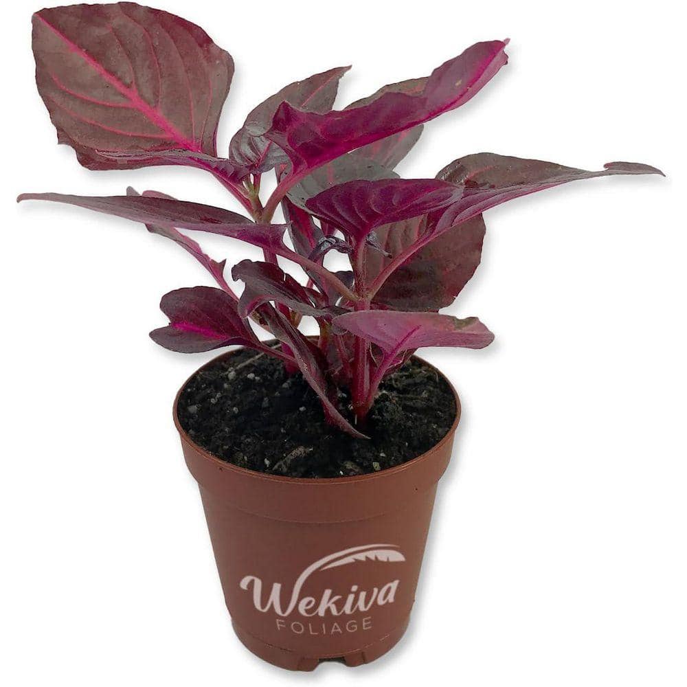 Wekiva Foliage Bloodleaf Plant-Live Starter Plant in a 2 in. Pot ...
