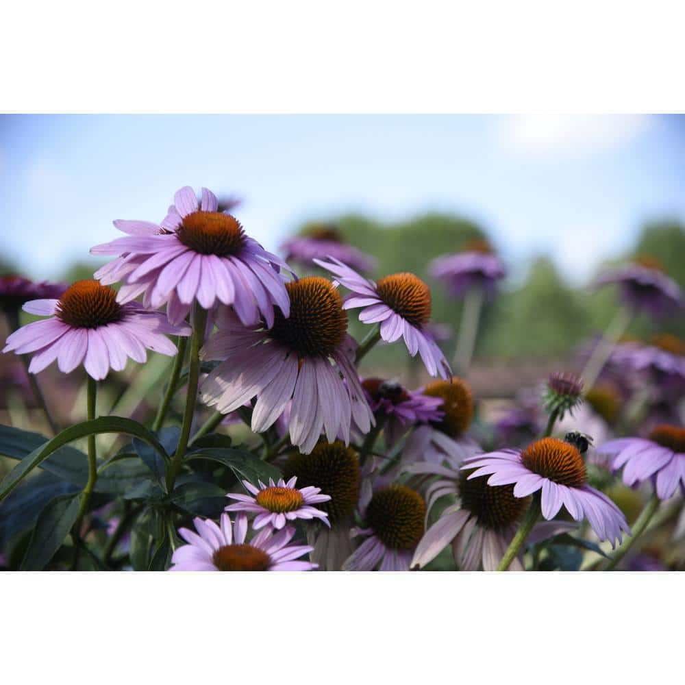 Metrolina Greenhouses 2.5 Qt. Vigoro Sunseeker Purple Cone Flower ...