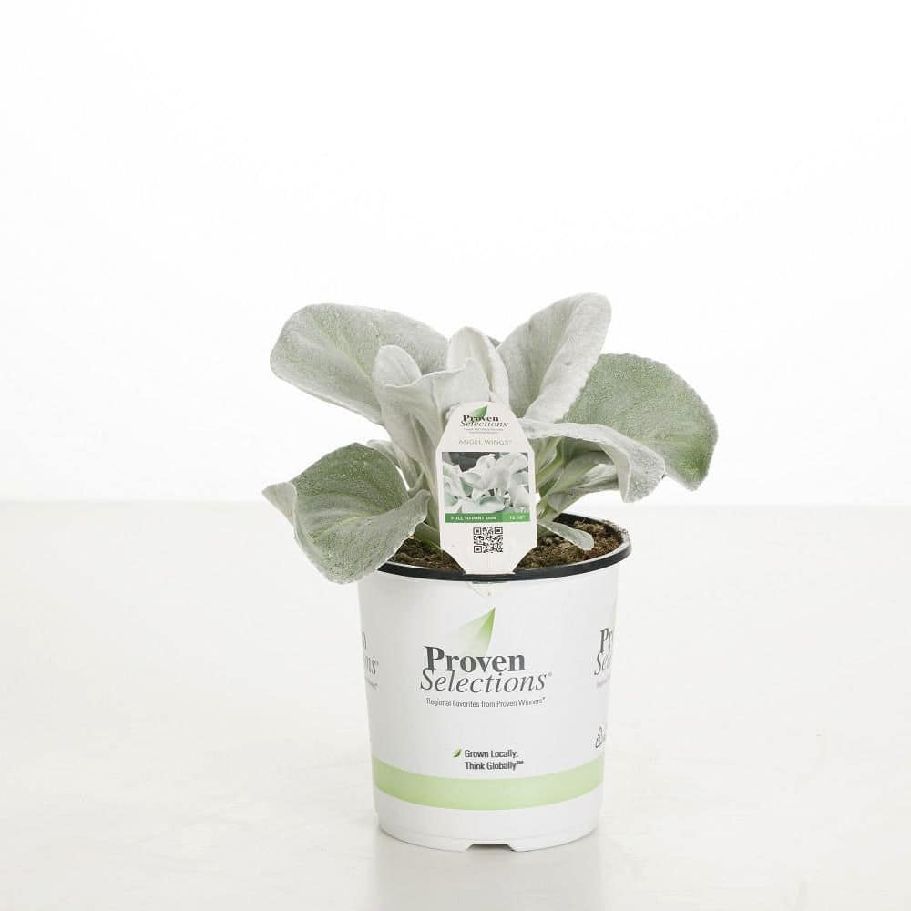 Proven Winners 4.5 in. Qt. Angel Wings Sea Cabbage (Senecio Candicans ...