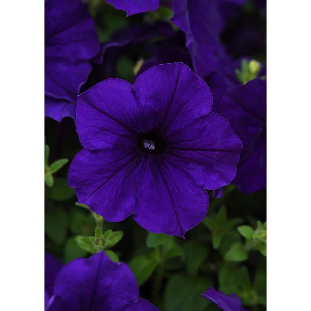 EASY WAVE 1 Qt. Blue Easy Wave Petunia Annual Live Plant with Dark ...