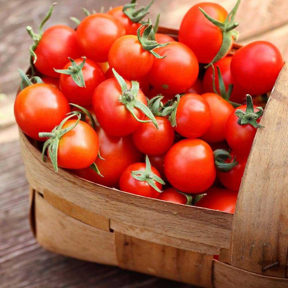 Reviews for Bonnie Plants 25 oz. Sweet Million Cherry Tomato Plant | Pg ...