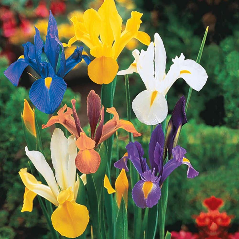 DIRECT GARDENING Dutch Iris Mixture Dormant Spring Flowering Bulbs (20 ...