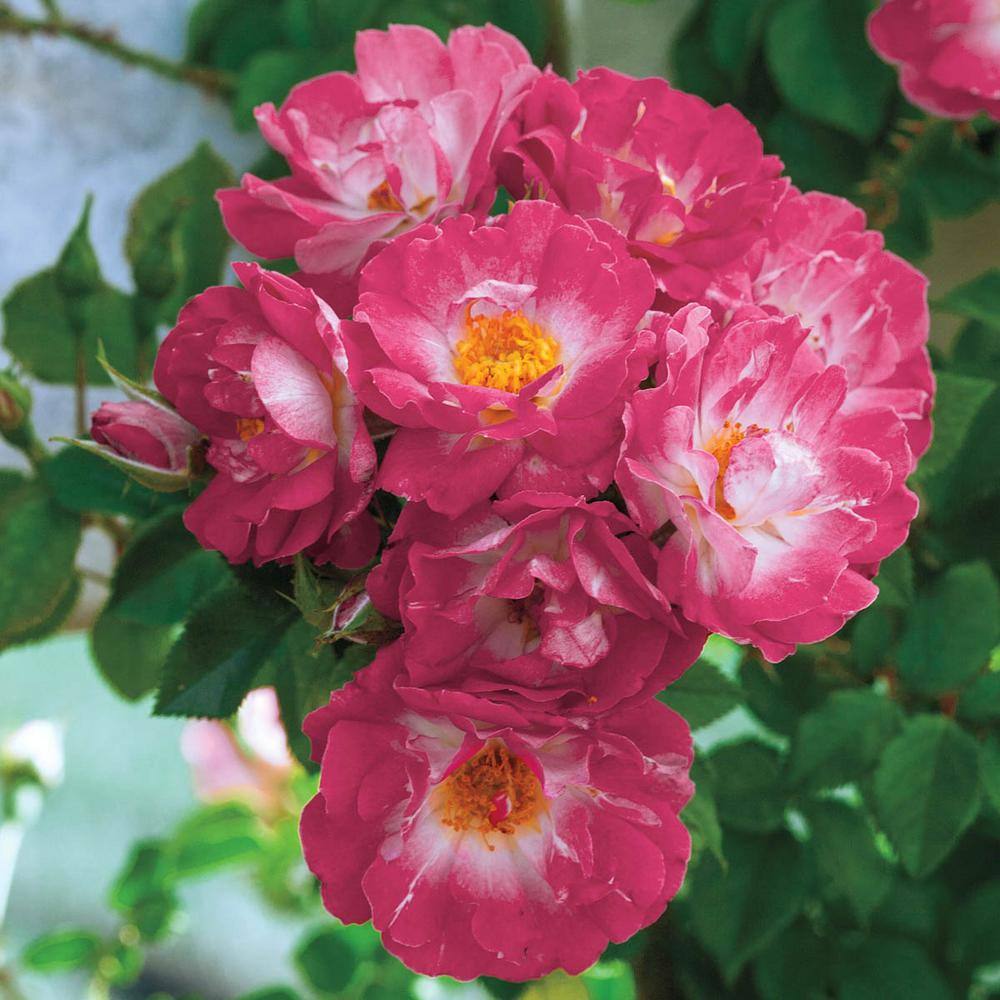 Spring Hill Nurseries Cupid's Kisses Miniature Rose, Live Bareroot ...