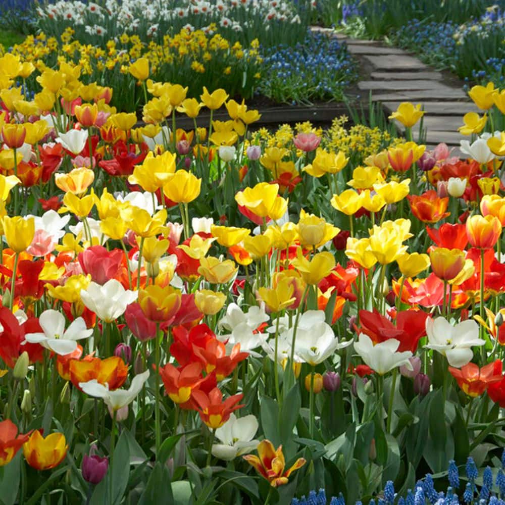 VAN ZYVERDEN Tulips All Types Mix (Set of 50) Bulbs 88070 - The Home Depot