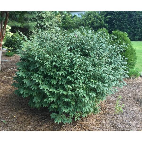 Burning Bush In Spring