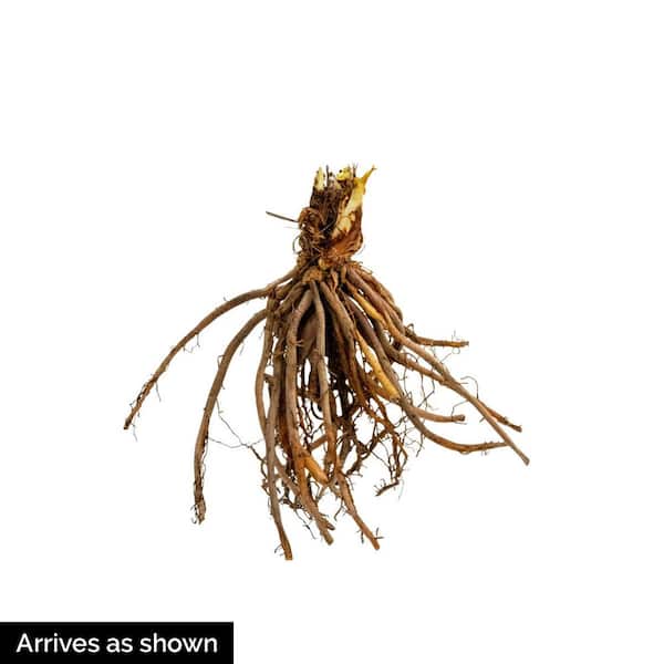 Perennial Root System