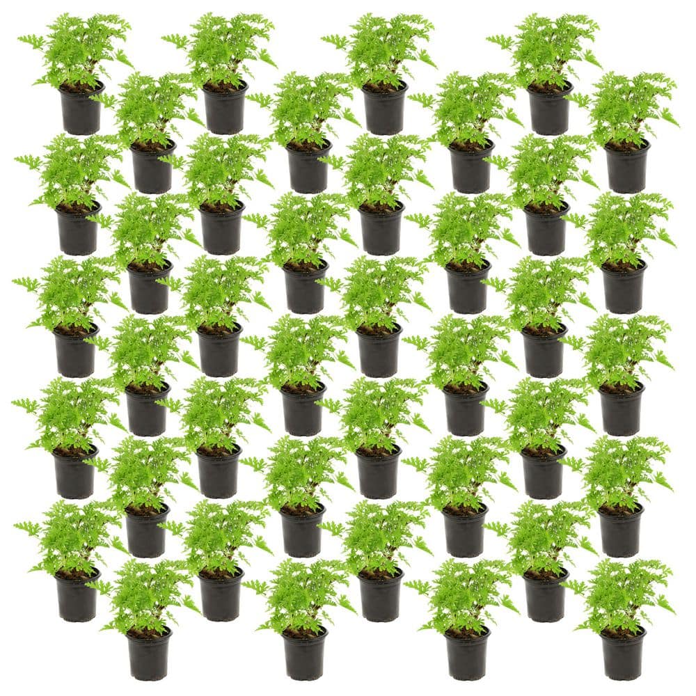 Home Depot Plant Covers