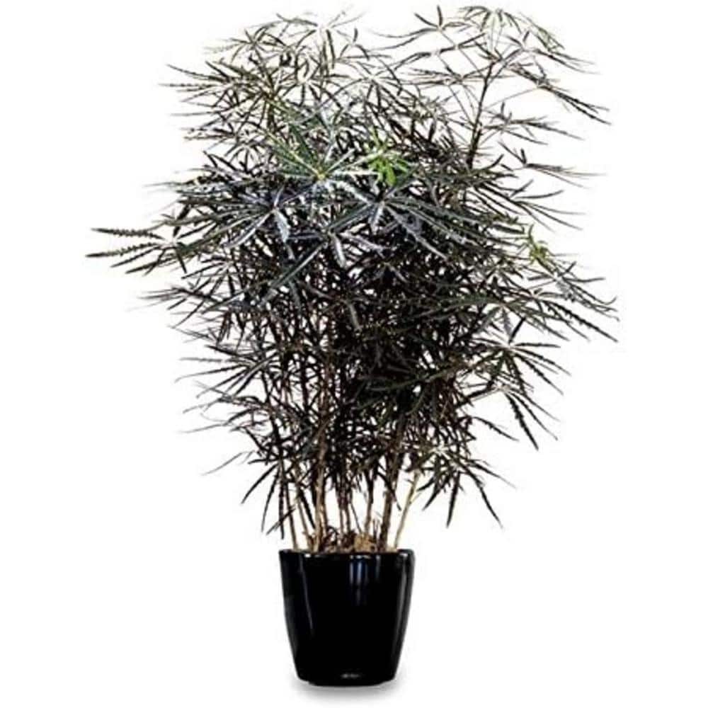 Wekiva Foliage False Aralia-Live Plant in a 10 Inch Pot-Schefflera ...