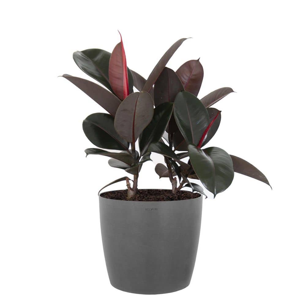United Nursery Burgundy Rubber Plant Live Ficus Burgundy Indoor Outdoor ...