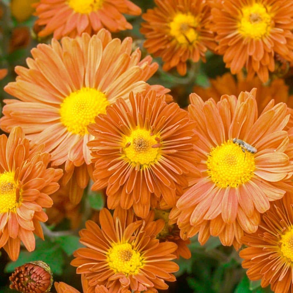 Direct Gardening Bronze Daisy Mammoth Mum Dormant Bare Root Flowering ...