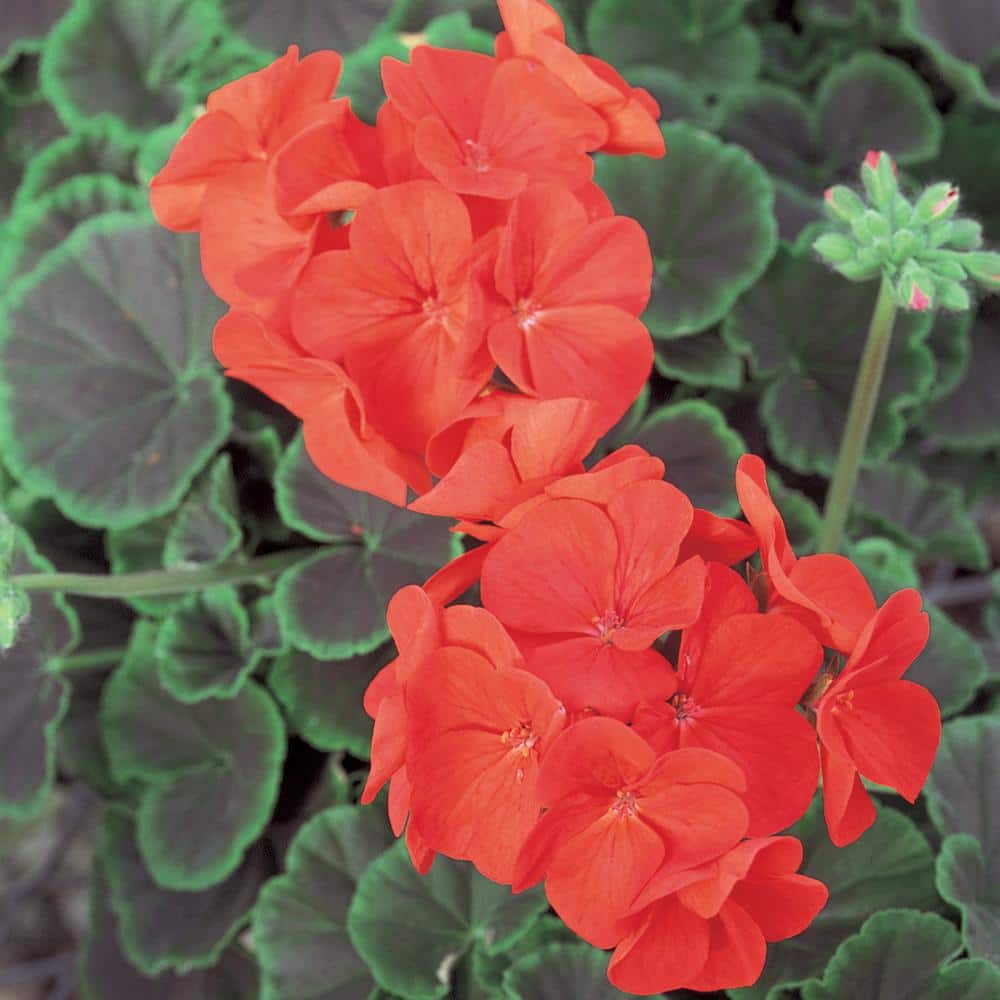 Vigoro 1.5 PT Geranium 'Bullseye Red' Red Annual Plant 1005991199 - The ...