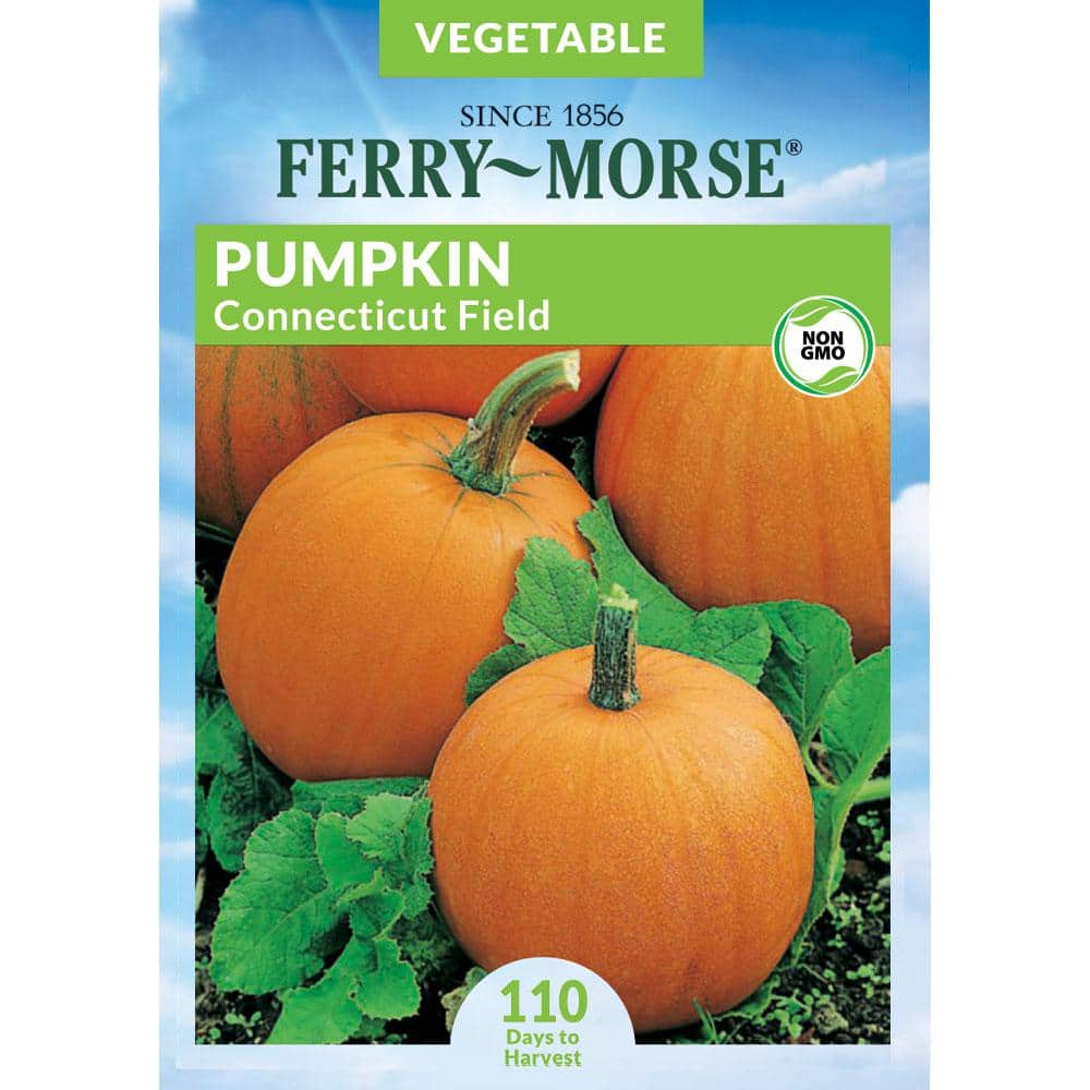 Ferry-Morse Pumpkin Connecticut Field Fruit Seed 0837 - The Home Depot