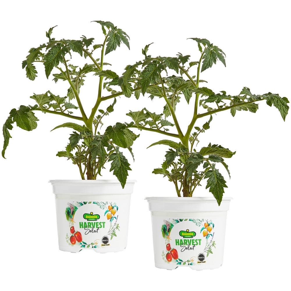 Bonnie Plants 25 oz. Little Sicily Globe Tomato (2-Pack) 202092 - The ...