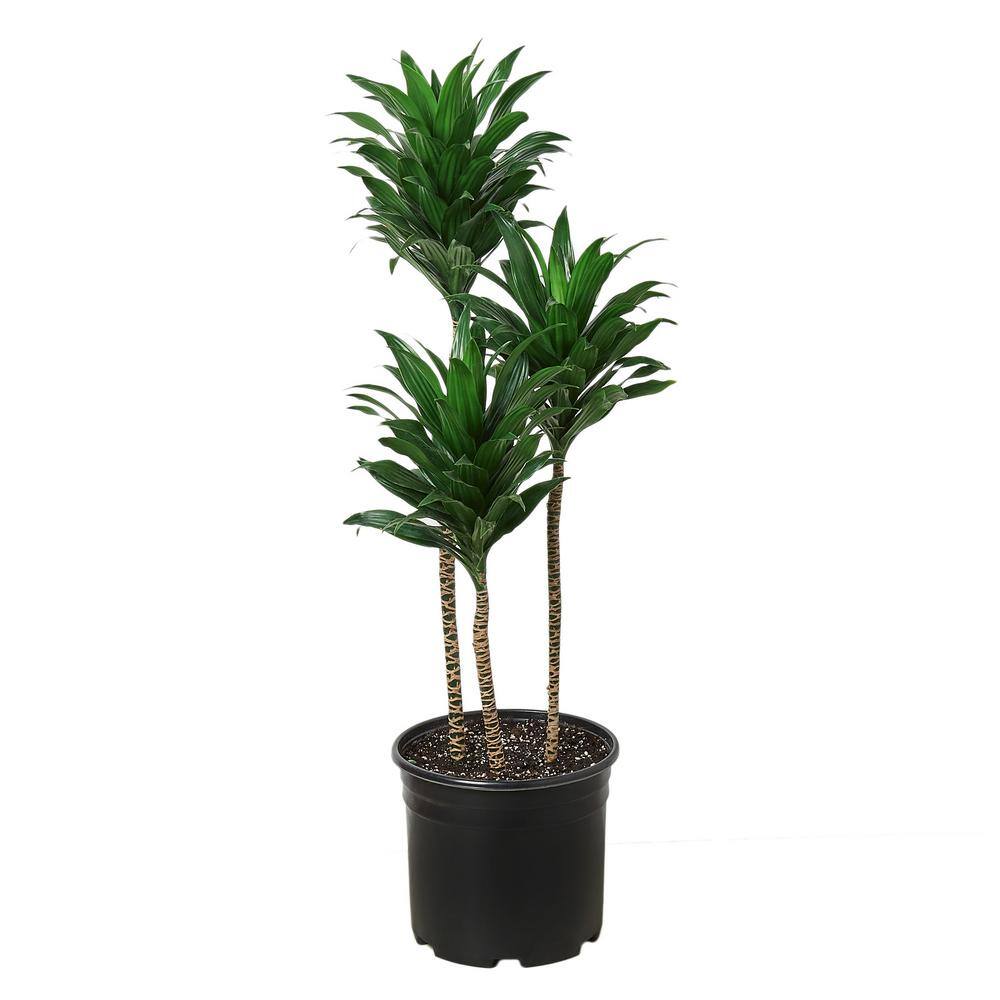 Corn Plant 2.5 Growers Pot Dracaena compacta 'Janet Craig' Plants Craft ...