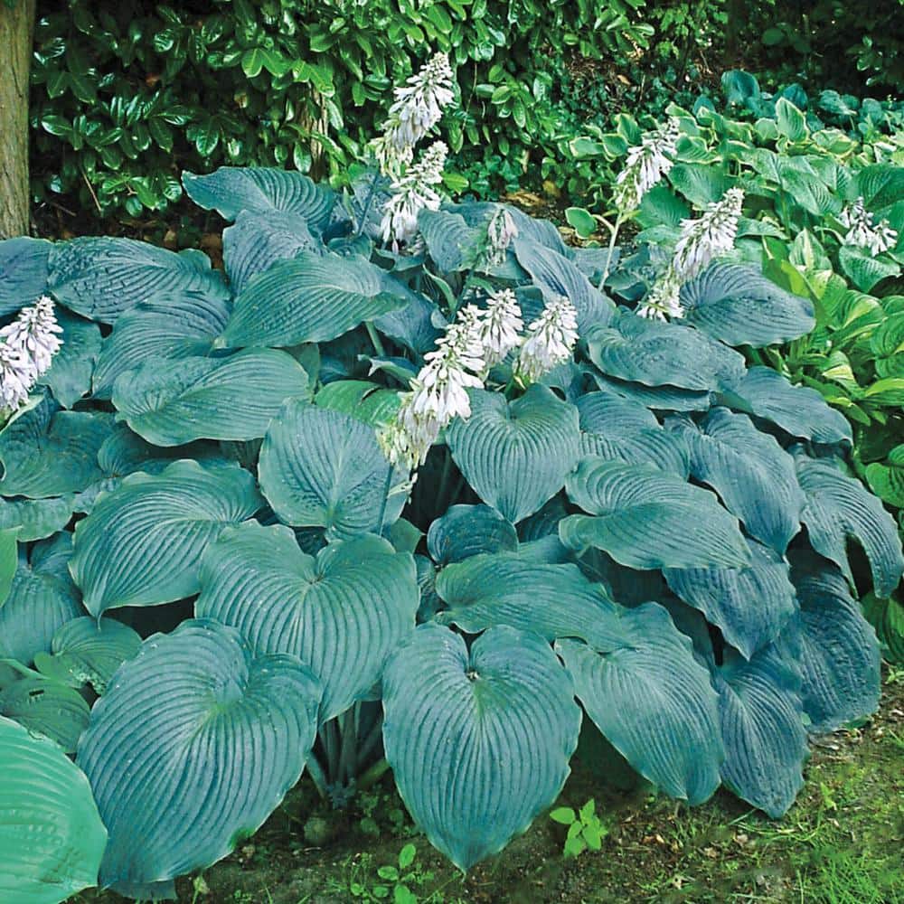Reviews for DIRECT GARDENING 3 Gal. Pot, Earth Angel Hosta Deciduous ...