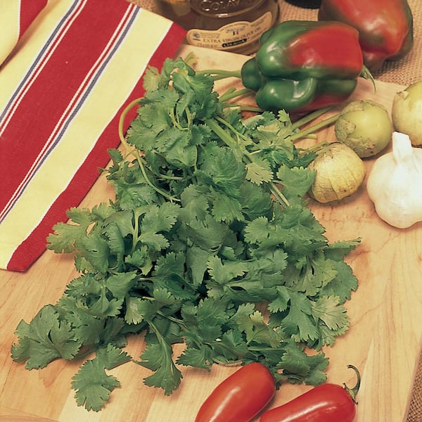Burpee 6 qt. Santo Coriandrum Cilantro Herb Plant 1008762232 - The Home ...