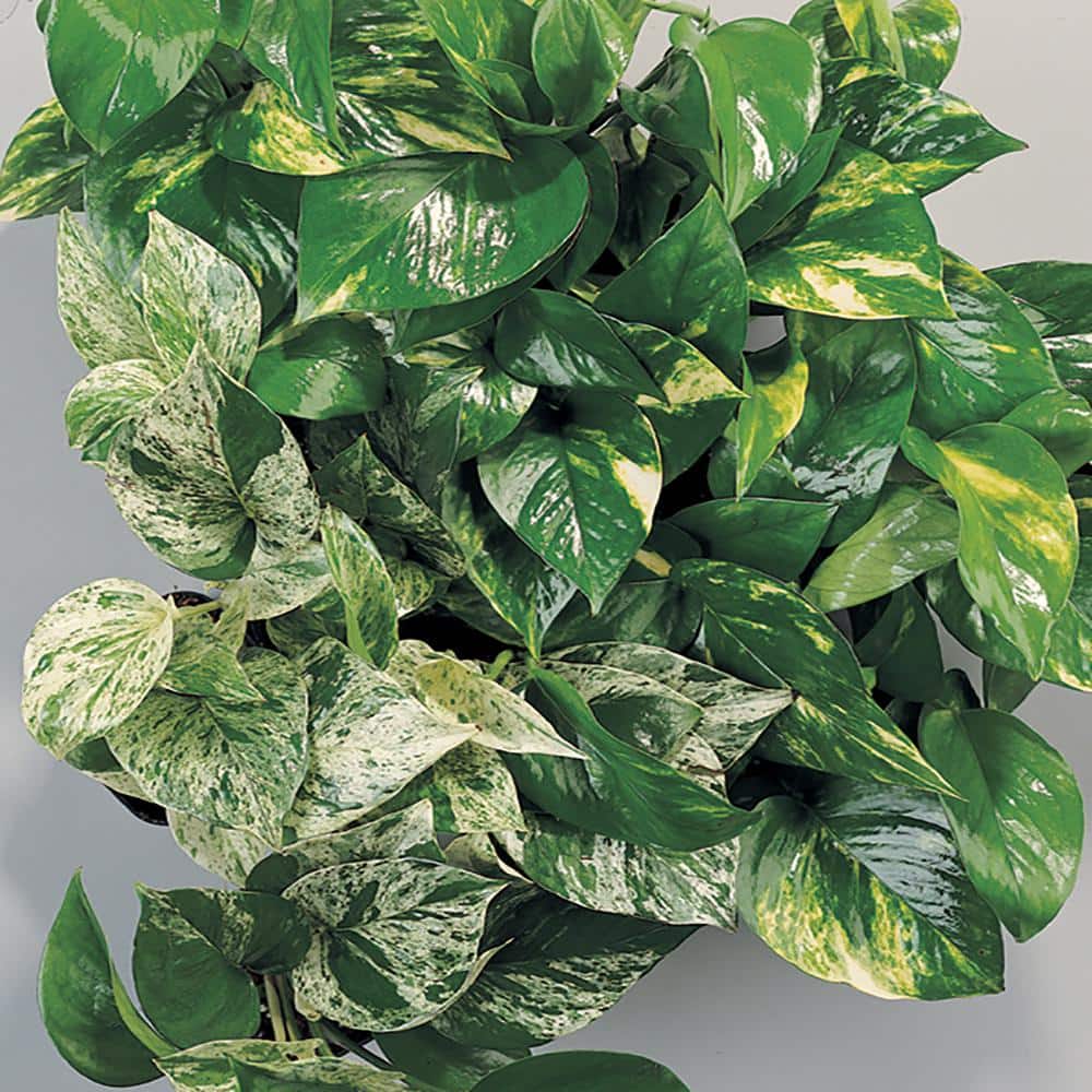 BELL NURSERY 1.4 Qt. Devil's Ivy (Pothos) Plant in 6 in. Hanging Basket ...