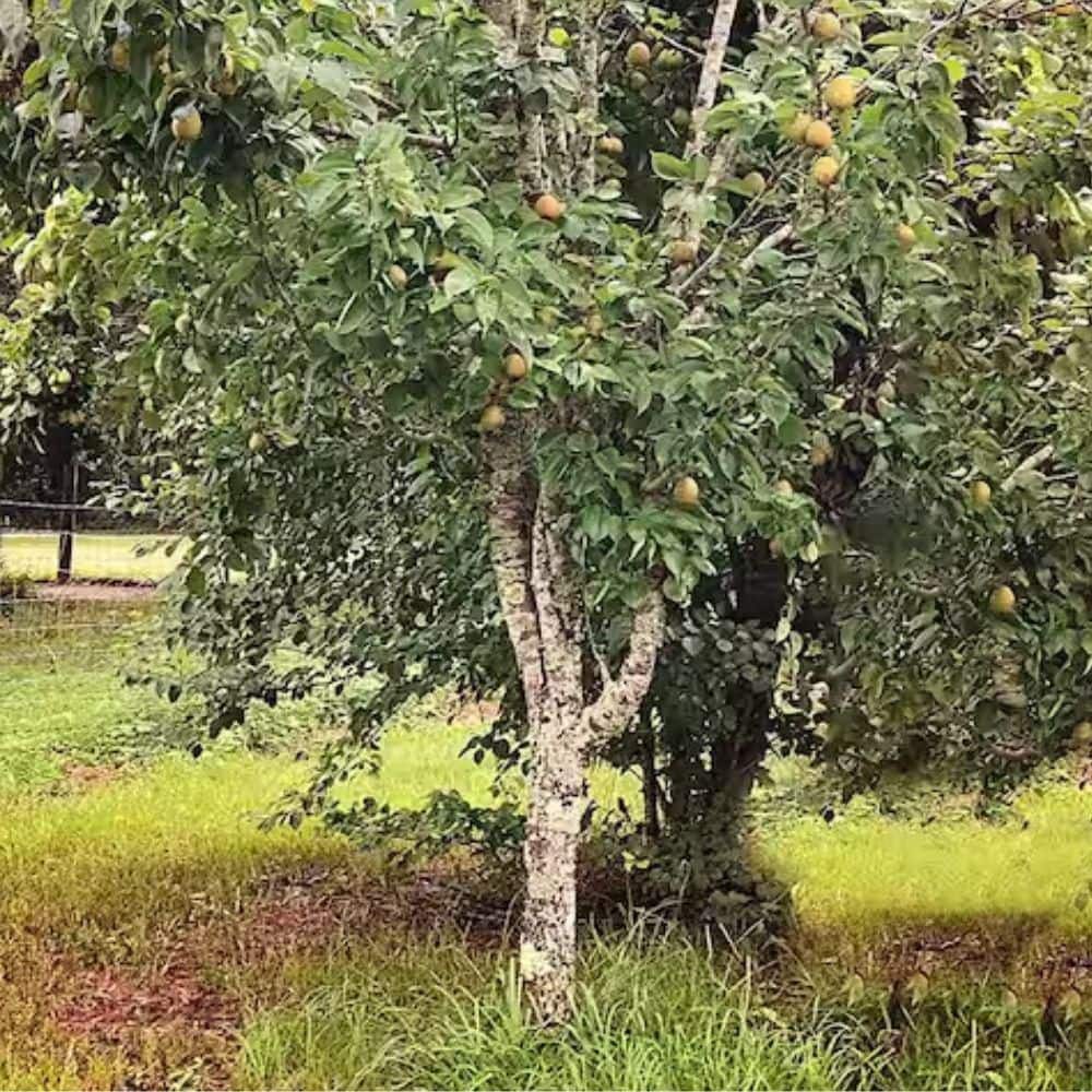 7 gal. Tenn Pear Fruit Tree PEATEN07G - The Home Depot