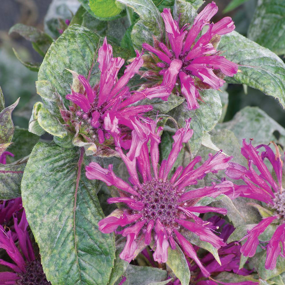 NATURE'S NUTRIENTS 2 QT Monarda Bee Balm 'Pocahontas Deep Purple ...