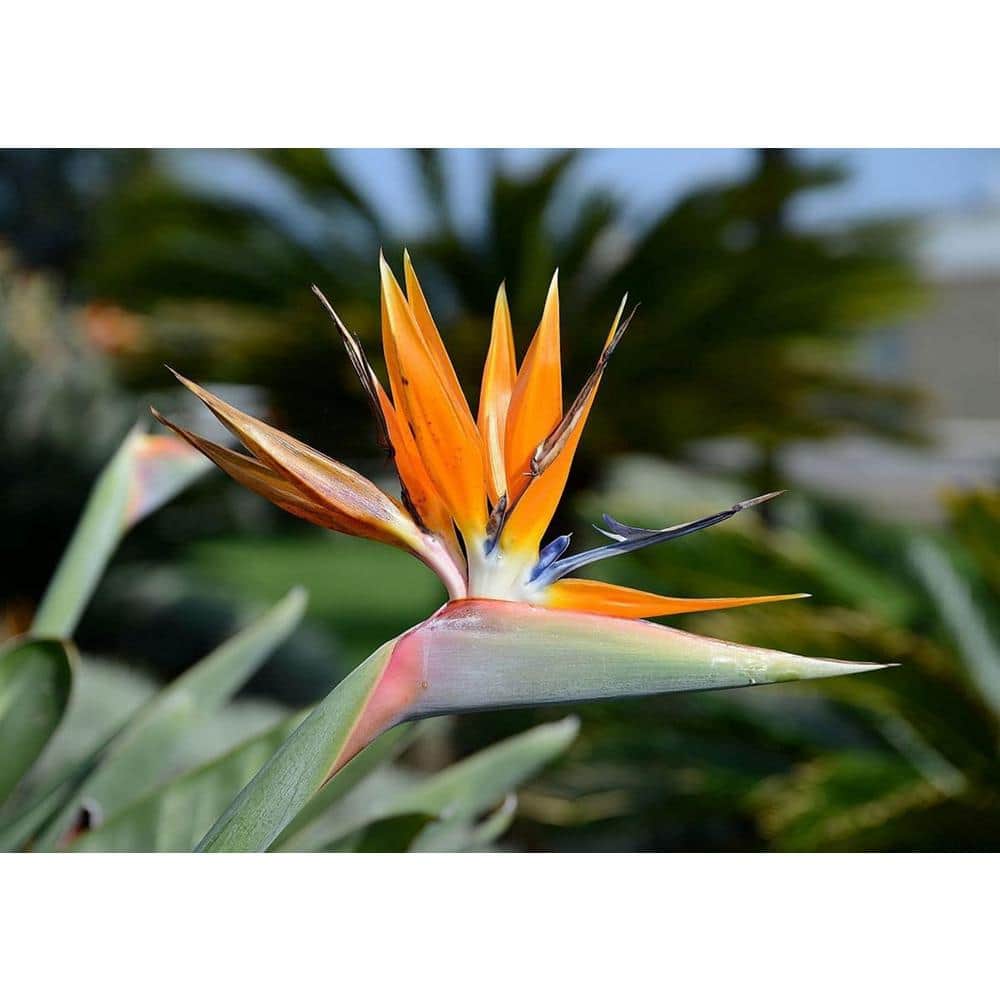 Wekiva Foliage Wedding Palm-Live Plant in a 3 gal. Growers Pot ...