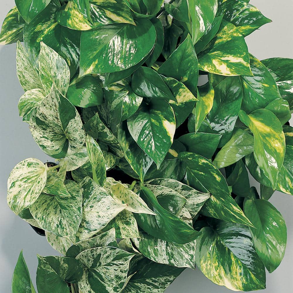 BELL NURSERY 1.55 Qt. Assorted Devil's Ivy (Pothos) Plant in 6 in ...