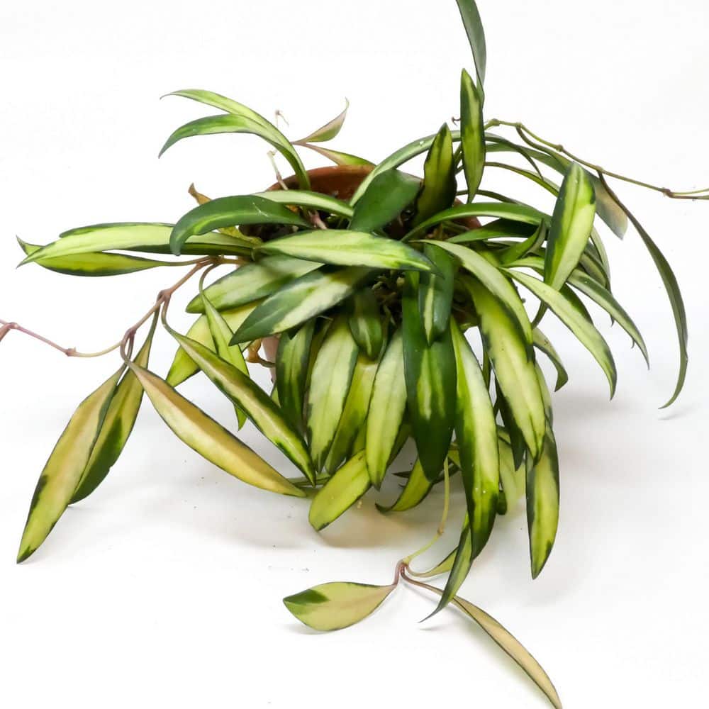 national PLANT NETWORK 4 in. Hoya Wayetii Tricolor Plant in Grower ...