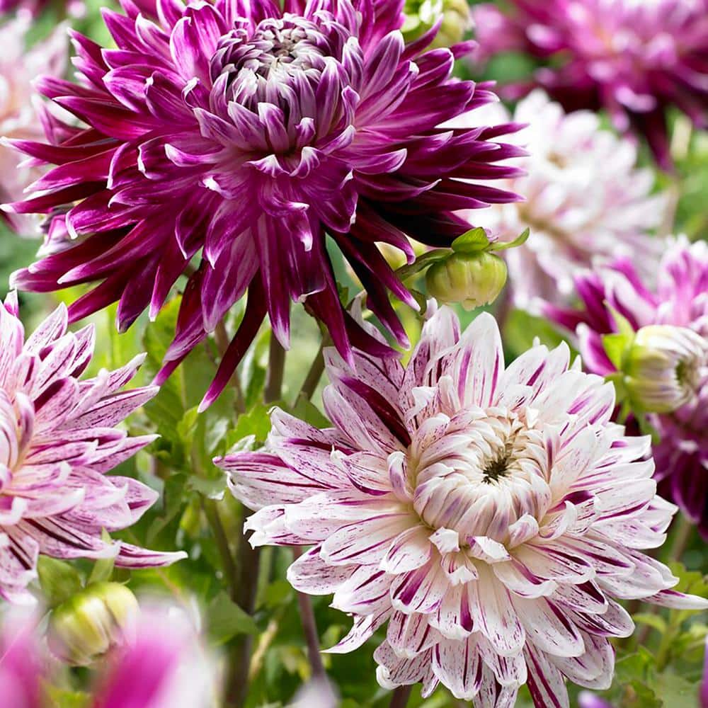 VAN ZYVERDEN Dahlias Avancouver Blend Bulbs (Set of 5) 84141 - The Home ...