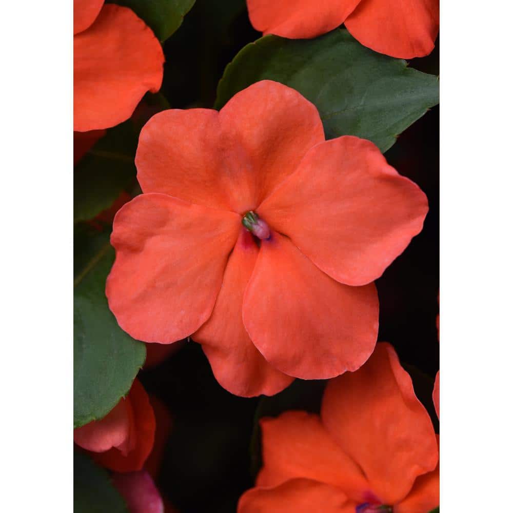 BEACON 4.5 in. Beacon Rose Impatiens Outdoor Annual Plant with Pink ...
