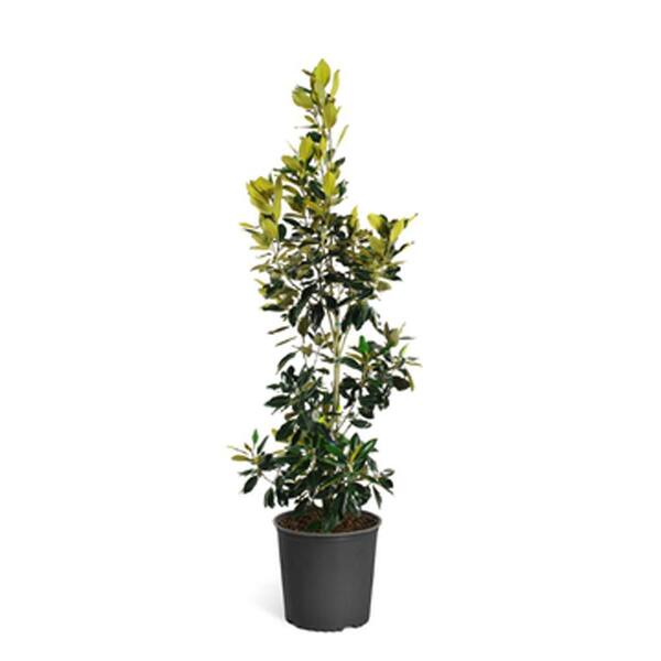 Brighter Blooms 7 Gal. 5 ft. to 6 ft. Little Gem Magnolia Flowering ...